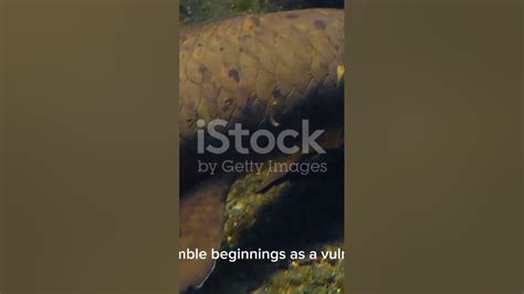 Facts Lung Fish Youtube