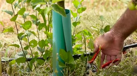 How To Prune An Apple Tree Forestry Com