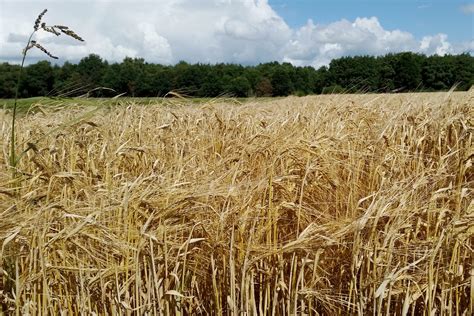 무료 이미지 경치 자연 하늘 들 농장 보리 대초원 한 지방 흐린 땅 국가 여름 식품 황금의 농업 수확고 시리얼 네덜란드 목초지 호밀