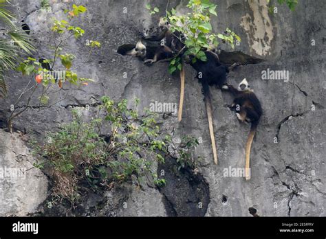 White Headed Langurs Trachypithecus Poliocephalus Longchuan County