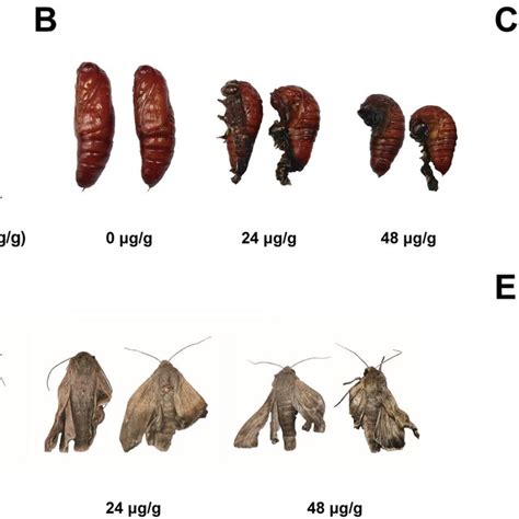 Negative Effects Of Sublethal Csa On Sex Ratio A Pupation B C
