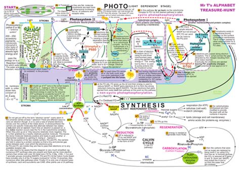 Photosynthesis Summary Diagram By Biology Max Teaching Resources Tes