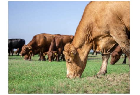 Decoding Cattle Behavior How Grazing Patterns Impact
