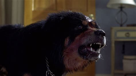 Mans Best Friend Houston Training Prices At Numbers Mcleod Blog