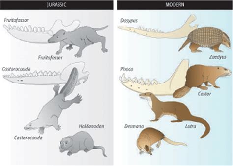 Castorocauda