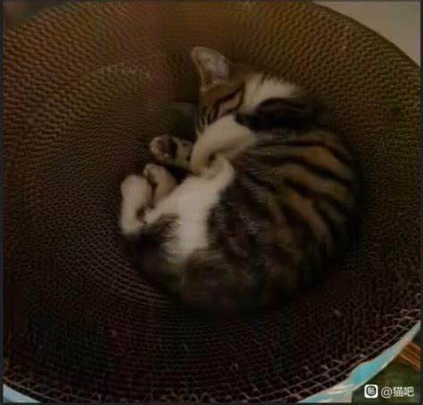 Yolov3图像识别数字yolo 数字识别 Csdn博客