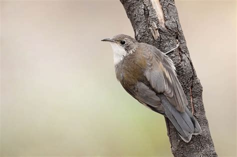 White Throated Treecreeper White Throated EBird