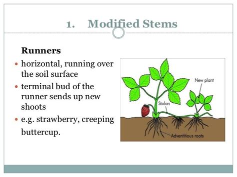 Runners And Tubers Asexual Reproduction At Mary Ledoux Blog