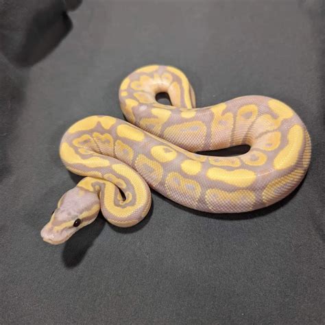Pastel Banana Ball Python By Jaw Dropping Morphs And Reptiles Morphmarket