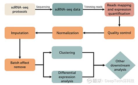 北大学者将transformer模型带入单细胞分析领域，能给出多层次的生物学解释，软件包与 2017 年， 谷歌 公司推出