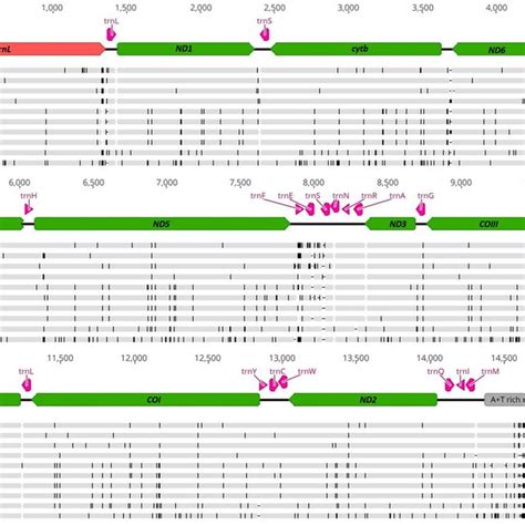 Graphical Representation Of A Nucleotide Alignment Of The 11