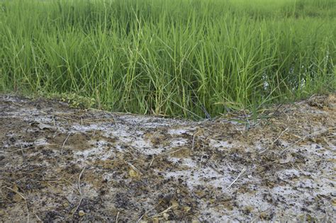 Understanding The Detrimental Effects Of Soil Salinity Impacts And