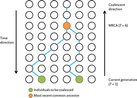Kingmans Coalescent Process It Starts From The Current Generation Download Scientific Diagram
