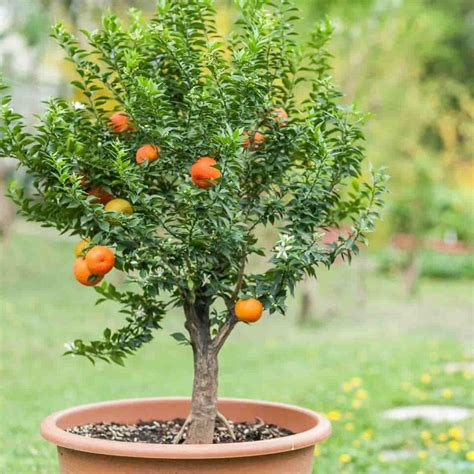How To Plant An Orange Tree Minneopa Orchards