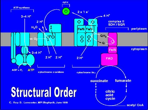 Nucleic Acids Made Of Nucleotides Nitrogen Base Ppt Download
