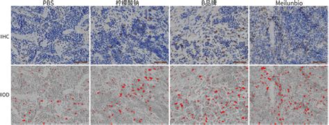 通用型强力抗原修复液 10× 美仑生物