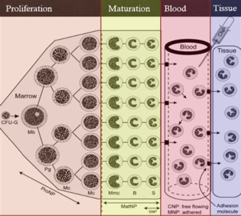 7 Leukogram Flashcards Quizlet