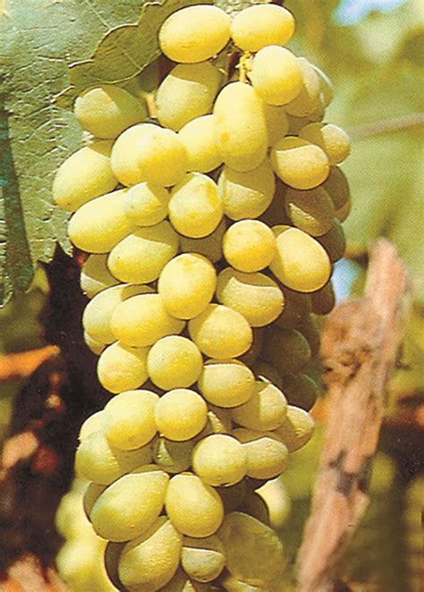 Ценни десертни сортове грозде Български Фермер