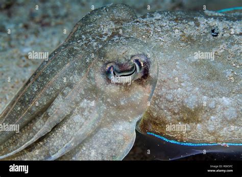 Close Up View Of The Face Of A Broadclub Cuttlefish Philippines Stock