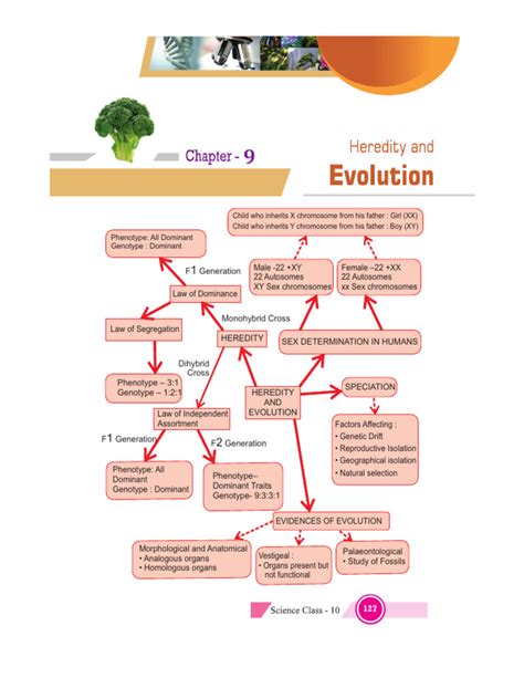 Ch 8 Heredity And Evokution Pdf Dominance Genetics Genotype