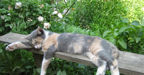 Content In A Cottage Lazy Day Cat