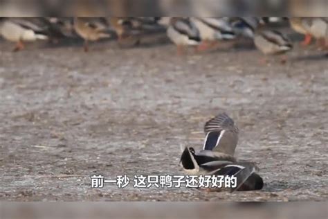 鸭子突然离奇死亡将镜头放慢8倍后这才发现凶手身影