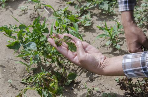 Potato Diseases Tips On Identification Control