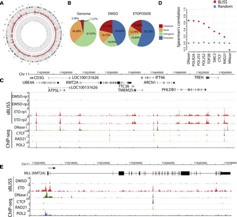 Spatial Chromosome Folding And Active Transcription Drive Dna Fragility