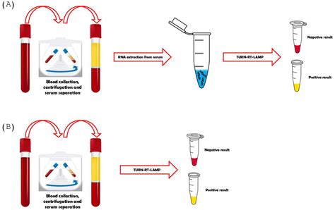 Development And Validation Of A Combined Rt Lamp Assay For The Rapid And Sensitive Detection Of