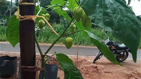 ලස්සන මිරිස් කරල් බලන්න ආසද Youtube