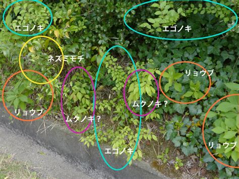 家 庭 木 種類 homuinteria