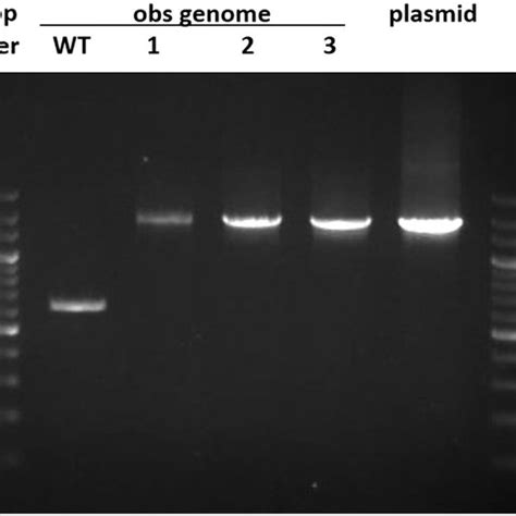 Pcr Analysis For Detection Of The Crtw And Crtz Genes In Three Download Scientific Diagram