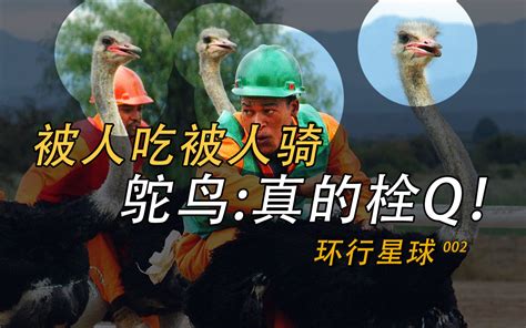被人骑被人吃鸵鸟我真的会谢环行星球 地球知识局 地球知识局 哔哩哔哩视频