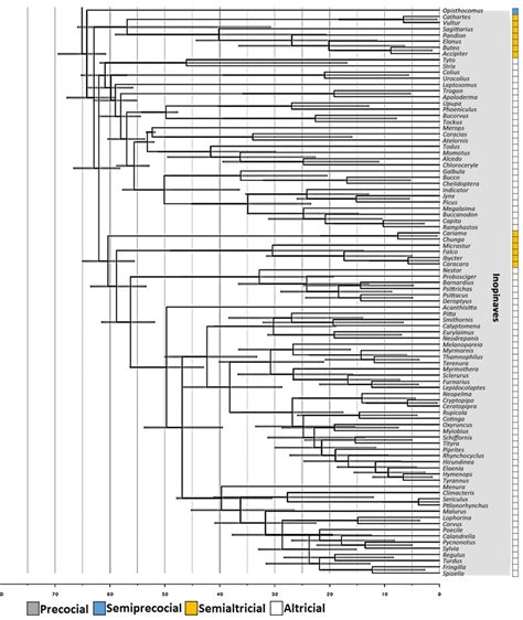 The Modified Time Calibrated Bayesian Tree And A Plot Of Four Major