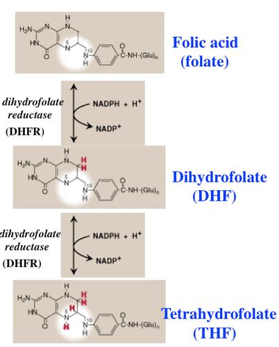 One Carbon Metabolism Flashcards Quizlet