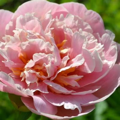 Пион Дролла/DROLLA