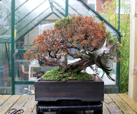 Bonsai Before After Transforming A Badly Damaged Tree Bonsai Bark