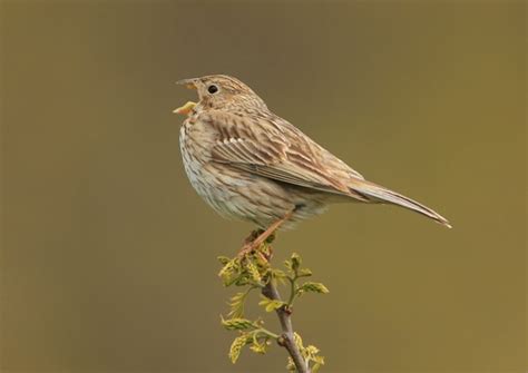 Zoologia 2 Vtáky Passeriformes 3 Flashcards Quizlet