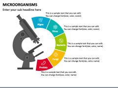 Microorganisms PowerPoint And Google Slides Template PPT Slides