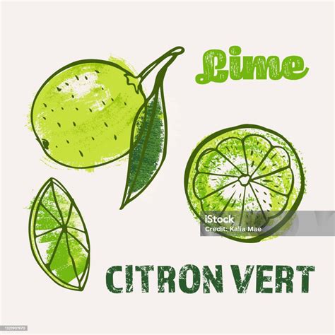 감귤류 라임 라인 아트와 컬러 핸드 그린 벡터 일러스트레이션 거친 크레용 스트로크 낙서 에 A 표현 느슨한 색칠 공부 책 스타일 낙서 패턴에 대한 스톡 벡터 아트 및 기타