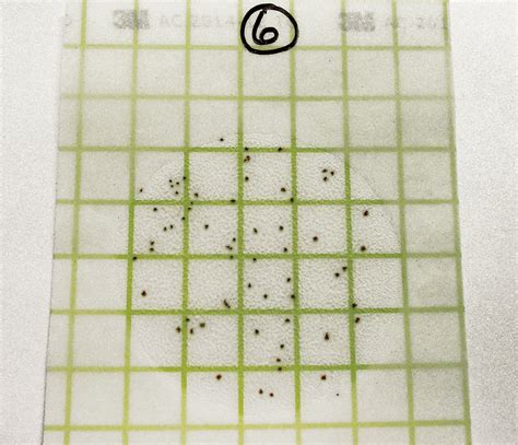 On Farm Mastitis Bacteria Identification Tool Mastitis Treatment Decision System Trousse Tactic