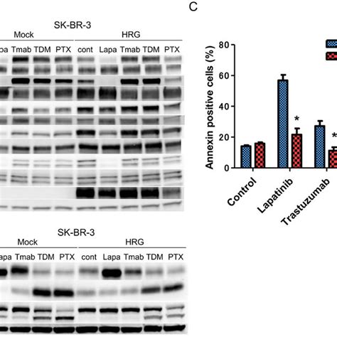 Characterization Of Cell Lines A Sk Br 3 And Nci N87 Cell Lines And Download Scientific
