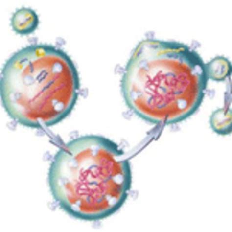 Mathematical Model Helps Design Efficient Multi Drug Therapies