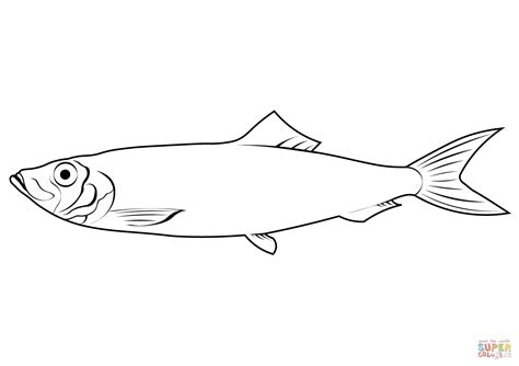 European Sprat Sprattus Sprattus Coloring Page Free Printable