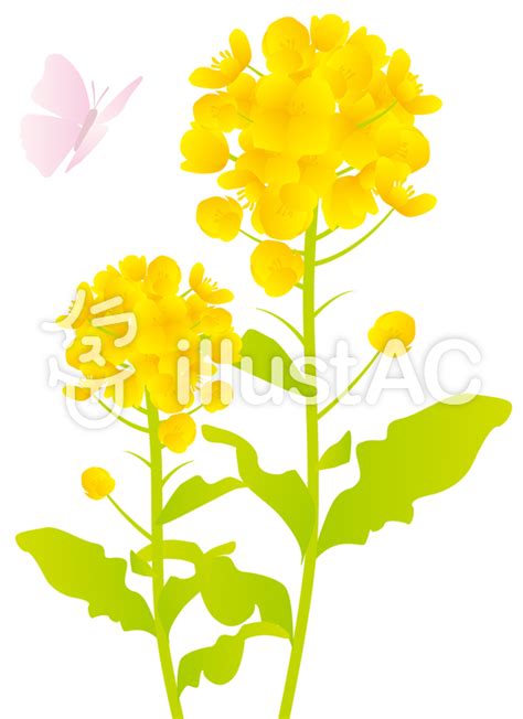 2021年の最高 菜の花 イラスト フリー
