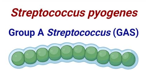Streptococcus Pyogenes Group A Streptococcus Gas An Overview