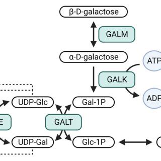Structural Difference Between Glucose And Galactose Download Scientific Diagram