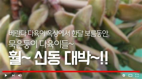 푸르뎅뎅 웃자란 다육이 옥상에서 한달 보름동안 얼마나 달라졌을까요 신동키우기자구대박 다육이키우기 웃자란다육이관리 Youtube