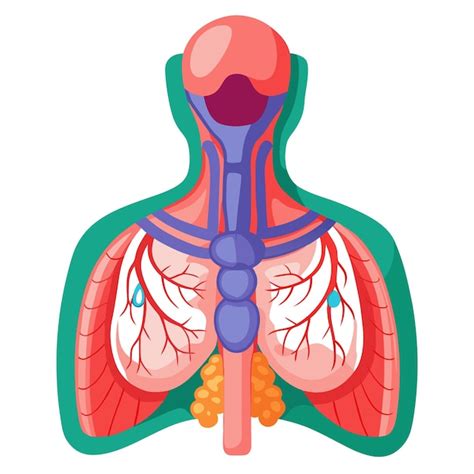 인간 해부학 클리파트 터 예술 및 일러스트레이션 프리미엄 Ai 생성 벡터