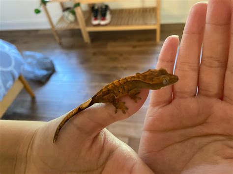 Morph And Possibly Sex R Crestedgecko